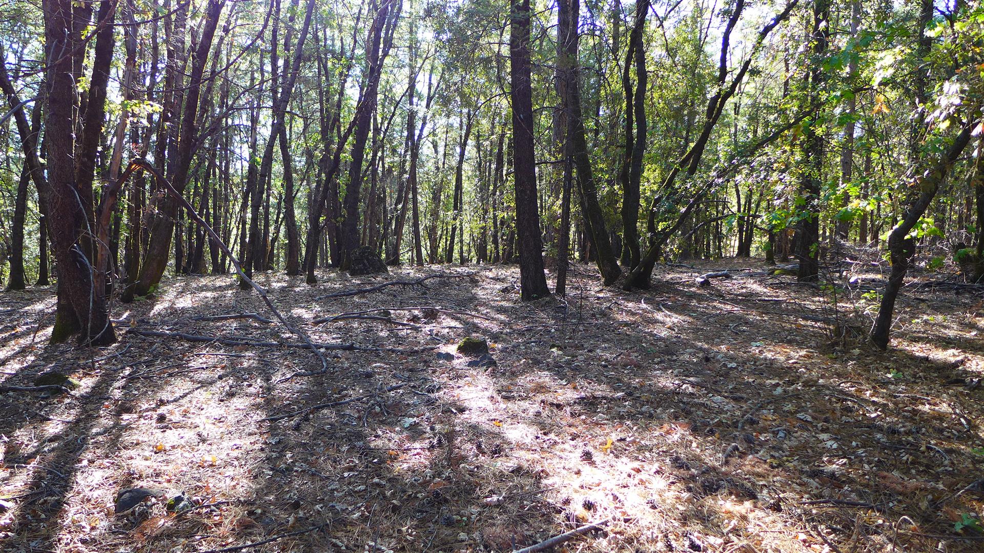 Shasta County Land For Sale, 59 Acres Donkey Mine Road, Oak Run, CA ...